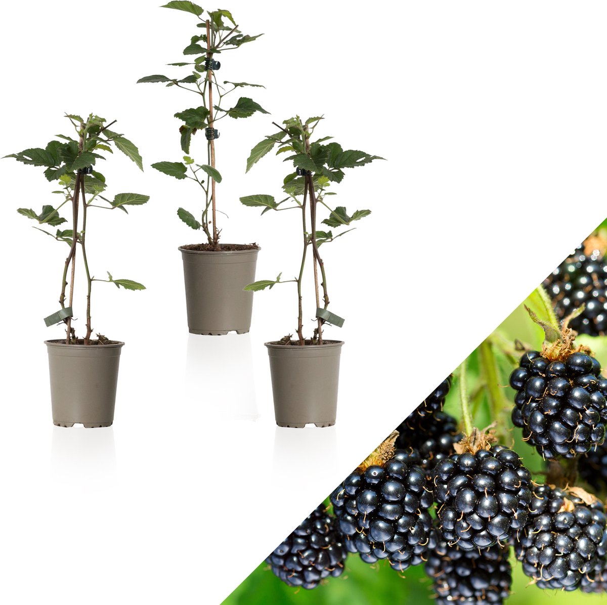 WL Plants - Set van 3 - Rubus Fruticosus 'Thornless Evergreen' - Braam ...