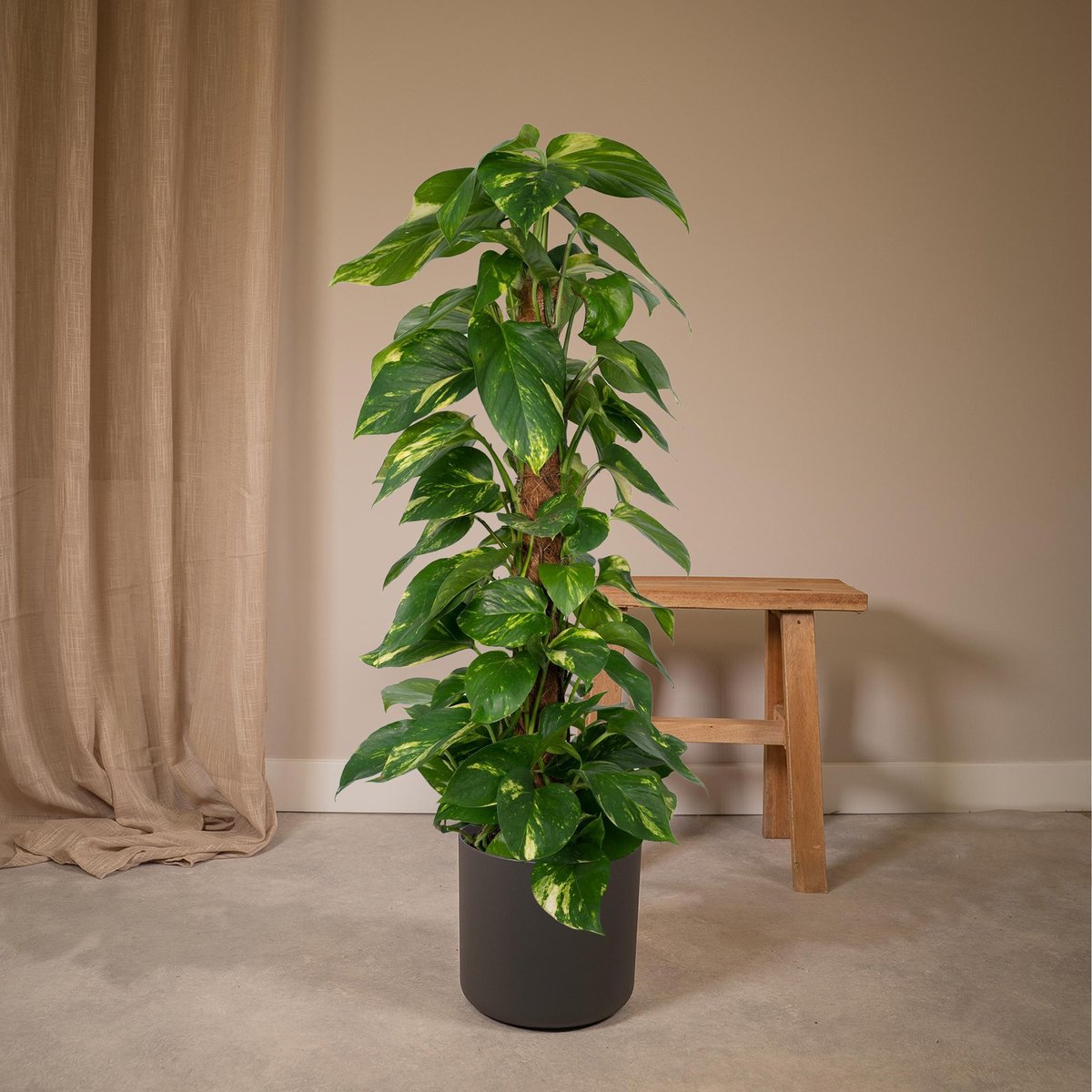Epipremnum Aureum - Scindapsus - 80cm | bol.com