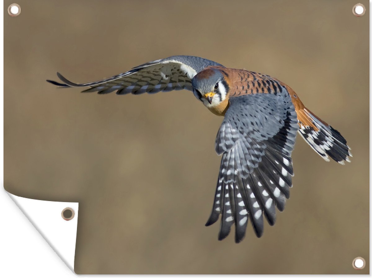 Muurdecoratie buiten Valk - Veren - Vleugels - 160x120 cm | bol.com