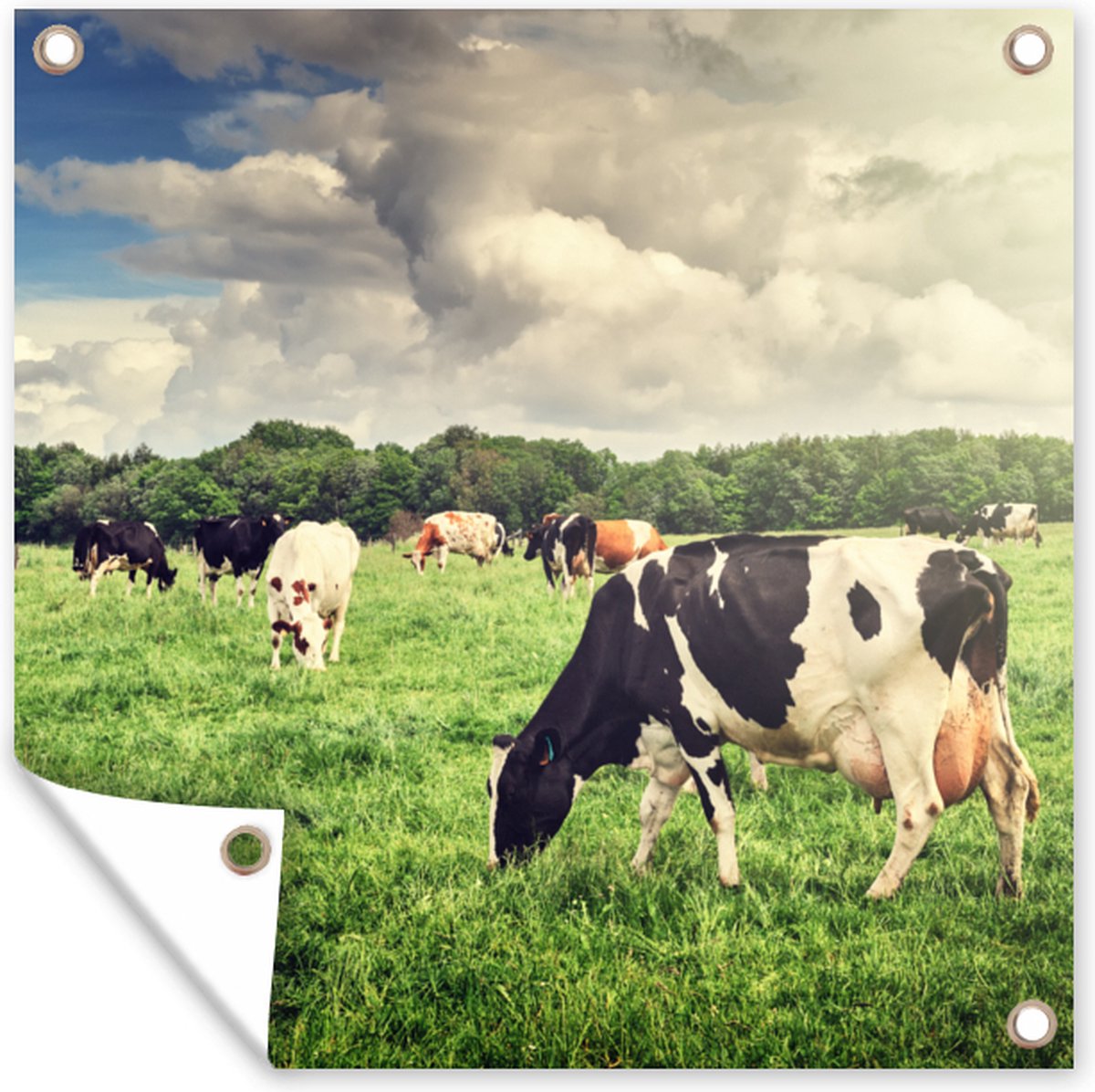 Tuinposters Koeien - Weiland - Natuur - Dieren - Landschap - 50x50 cm ...