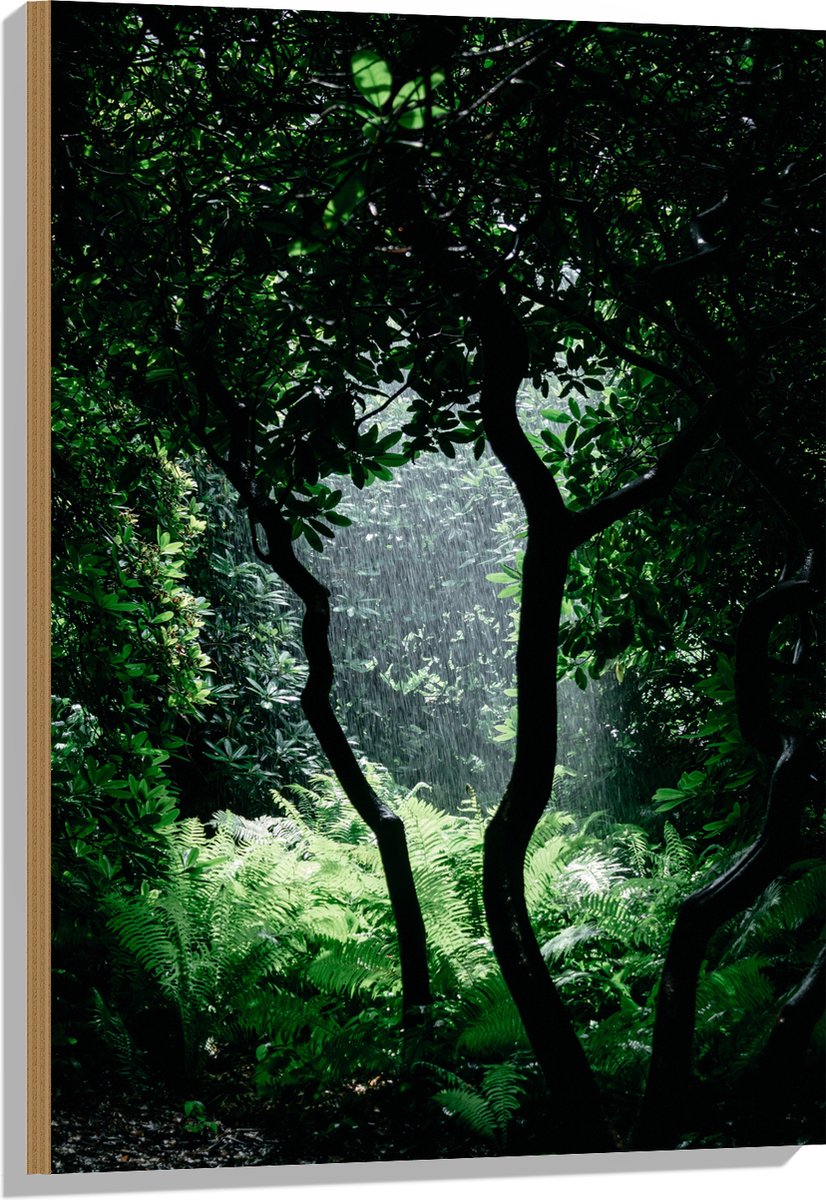 Hout - Stortbui in Begroeid Regenwoud - 60x90 cm - 9 mm dik - Foto op ...
