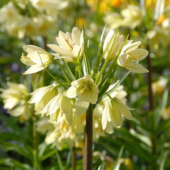 Fritillaria raddeana | bol.com