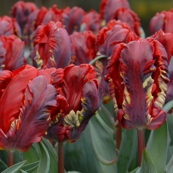 Tulp Rococo | 30 stuks | Parkiet | Groen | Rood | Tulpenbollen | bol