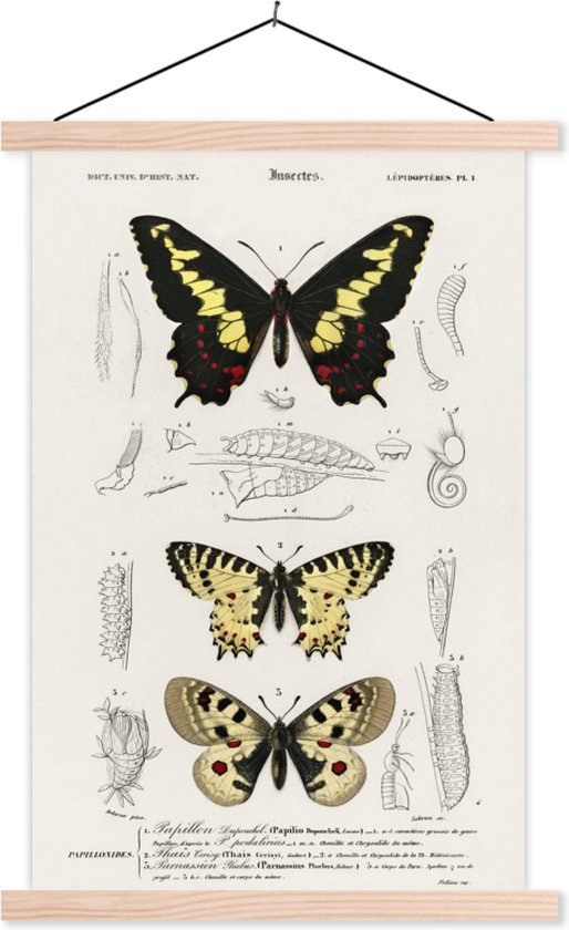 Affiche scolaire - Papillon - Vintage - Insectes - 40x60 cm - Lattes ...