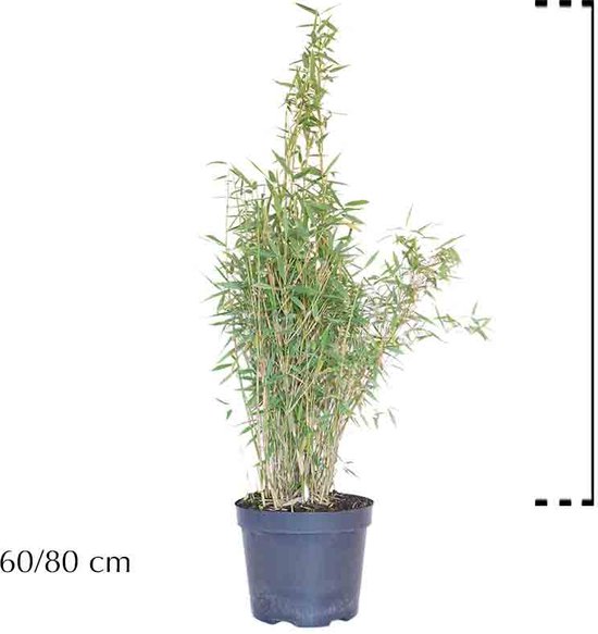 Set van 10 | Bamboe | Fargesia 'Simba' Pot 60-80 cm - Compacte groei ...