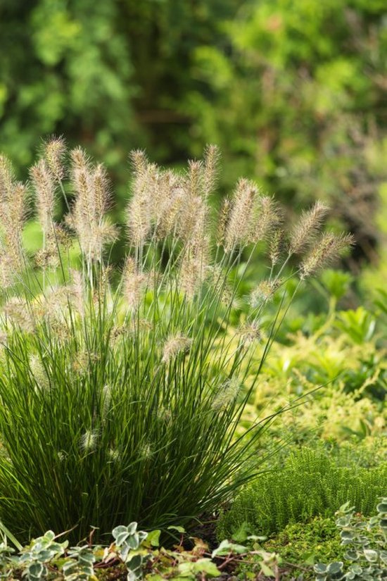 3 stuks | | Latijnse naam: Pennisetum alopecuroides Little Bunny ...