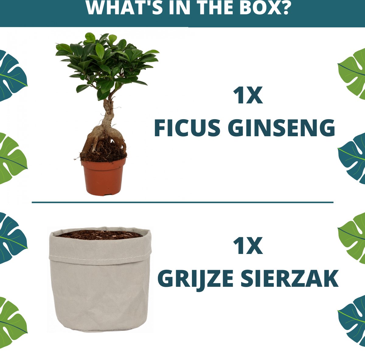 WLplants - Ficus Ginseng - Bonsai – Kamerplant – Bonsai boompje - ± ...