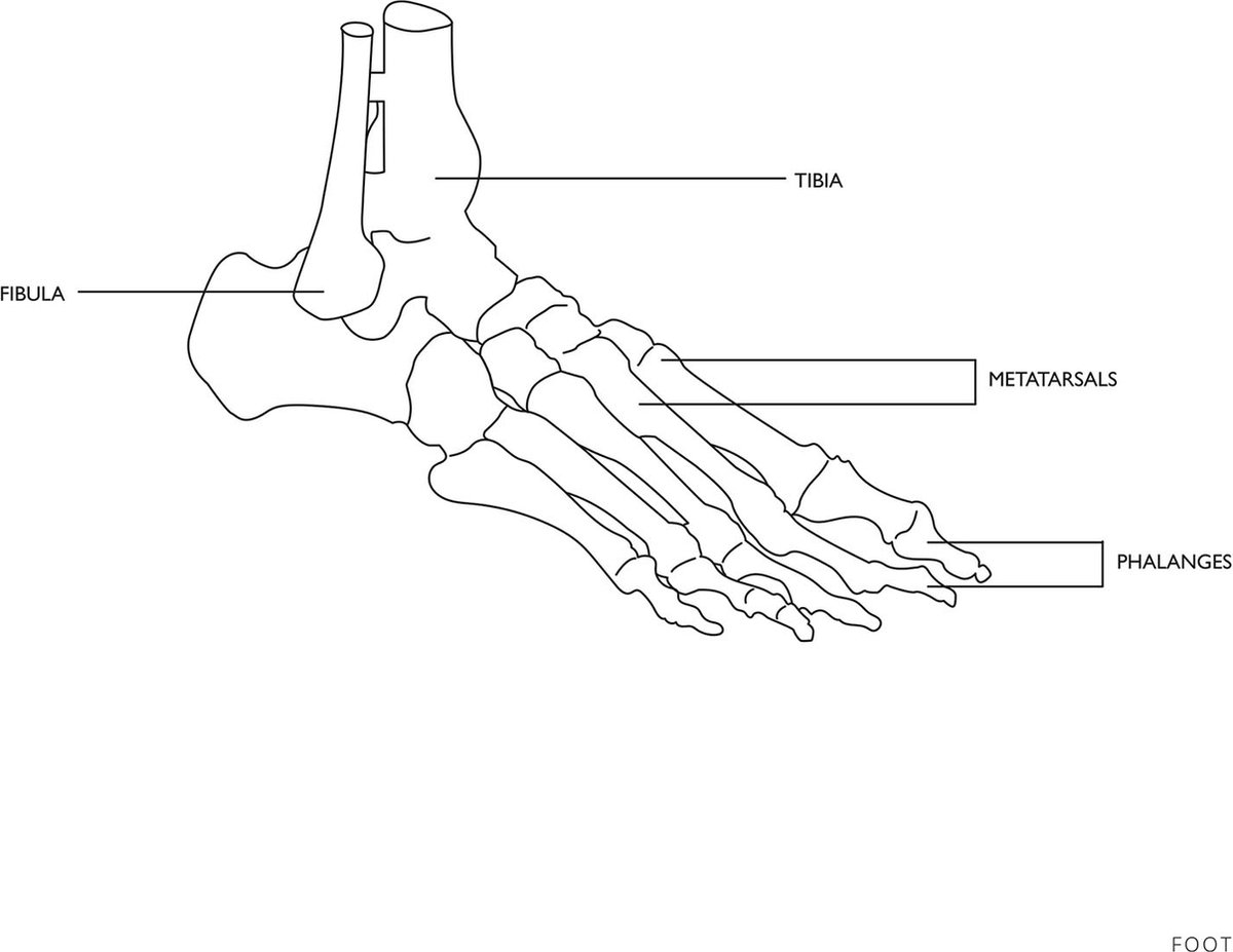 Modèle de pied squelette Physa Anatomical | bol.com