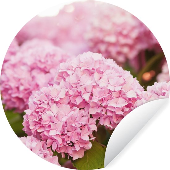 WallCircle - Behangcirkel - Zelfklevend behang - Hortensia - Bloemen - Bladeren -... | bol