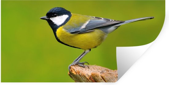 Muurstickers - Sticker Folie - Vogel - Koolmees - Dieren - Groen ...