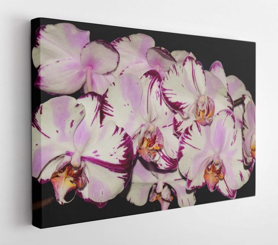 Paars-witte orchidee (Phalaenopsis) detail op een zwarte achtergrond ...