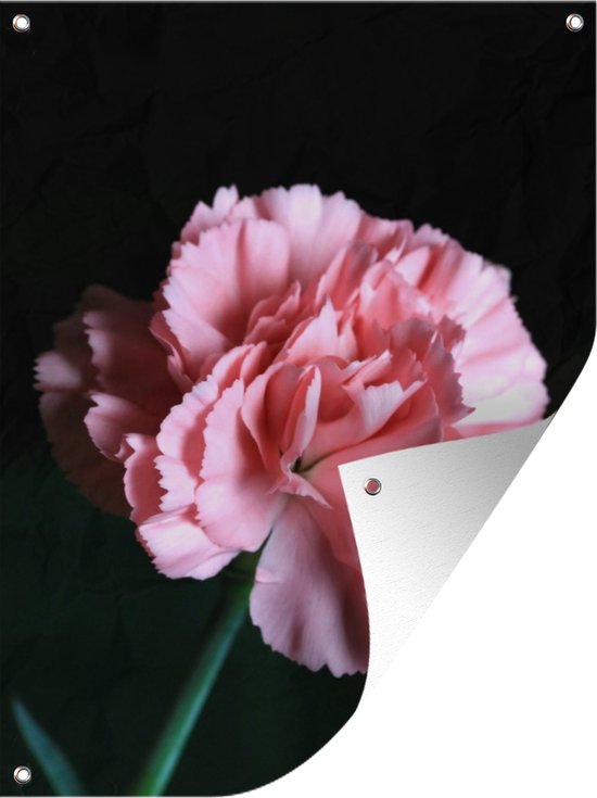 Tuin decoratie Roze Anjer bloem tegen een zwarte achtegrond - 30x40 cm ...