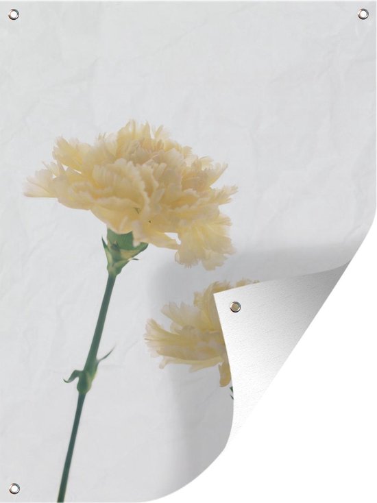 Muurdecoratie buiten Witte Anjer bloemen tegen een witte achtergrond ...