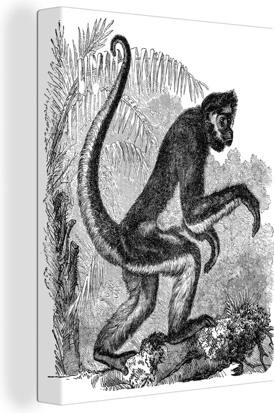 Canvas Schilderij Een klassieke tekening van een slingeraap - 120x160 ...
