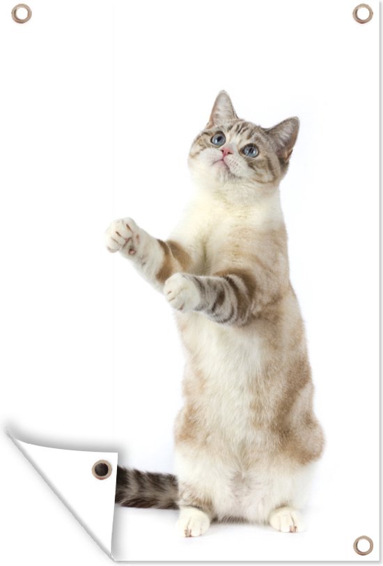 Tuinposter - Tuindoek - Tuinposters buiten - Kat staande op achterpoten - 80x120 cm - Tuin | bol