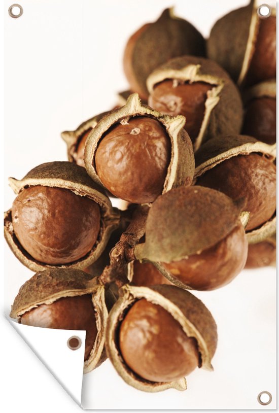 Noix de macadamia marron dans la coquille sur fond blanc Poster de ...