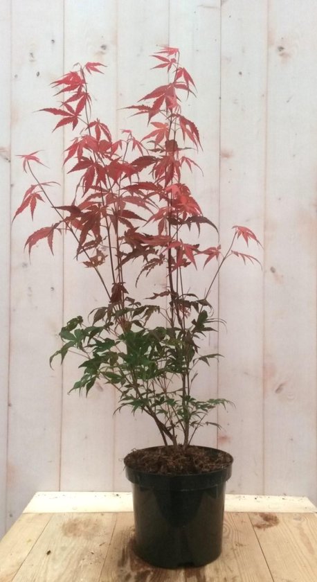 Japanse esdoorn rood groot blad 90 cm struikje | bol.com