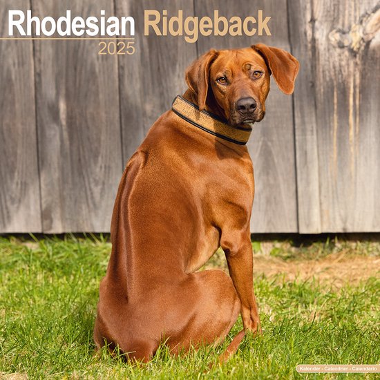 Rhodesian Ridgeback Kalender 2025 | bol