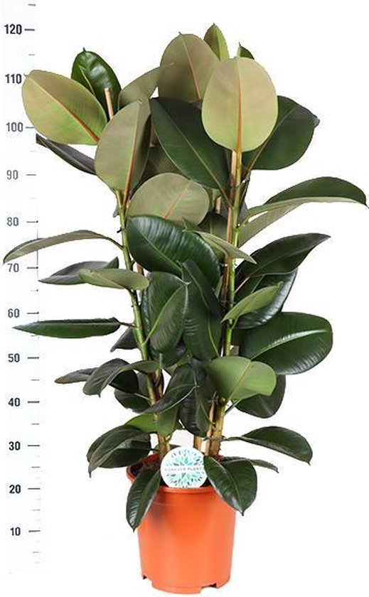Ficus Elastica Robusta Ø27cm - 115cm in Boule WIT pot | bol