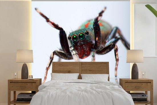 Behang - Fotobehang Close-up pauwspin op witte achtergrond - Breedte ...