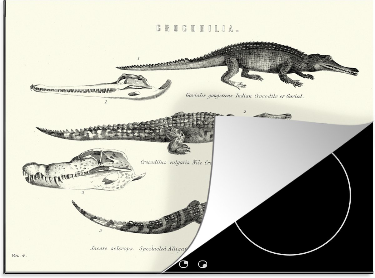 Inductie beschermer - Inductie Mat - een gaviaal op een biologische ...