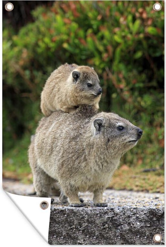 Cape Cliff Badger portant son petit sur son dos affiche de jardin toile ...