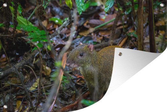 Tuinposter - Tuindoek - Tuinposters buiten - Agoeti onder de natte ...