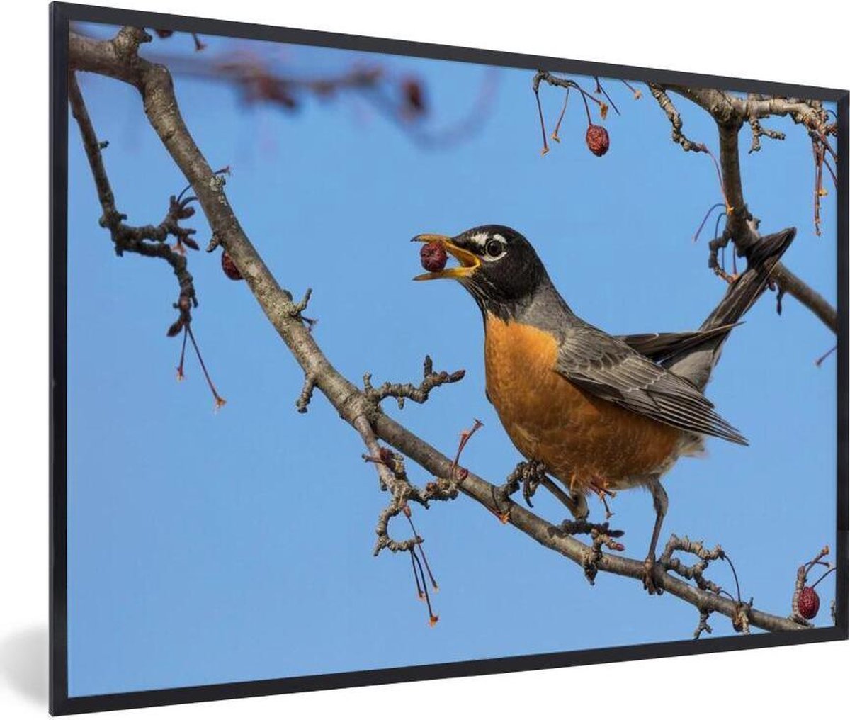 Poster met lijst Roodborstje - Tak - Fruit - 60x40 cm | bol.com