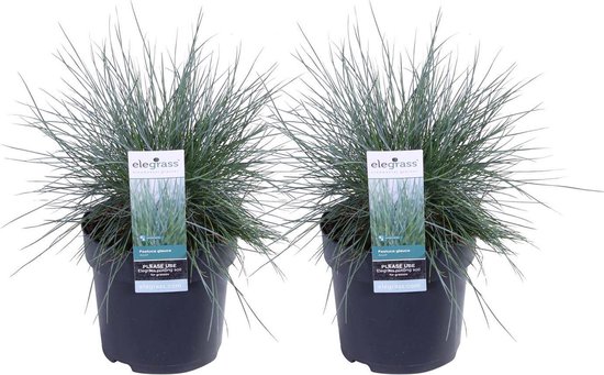 Buitenplant Schapengras - 2x Mooi zilver-blauwe schapengras - Staat ...