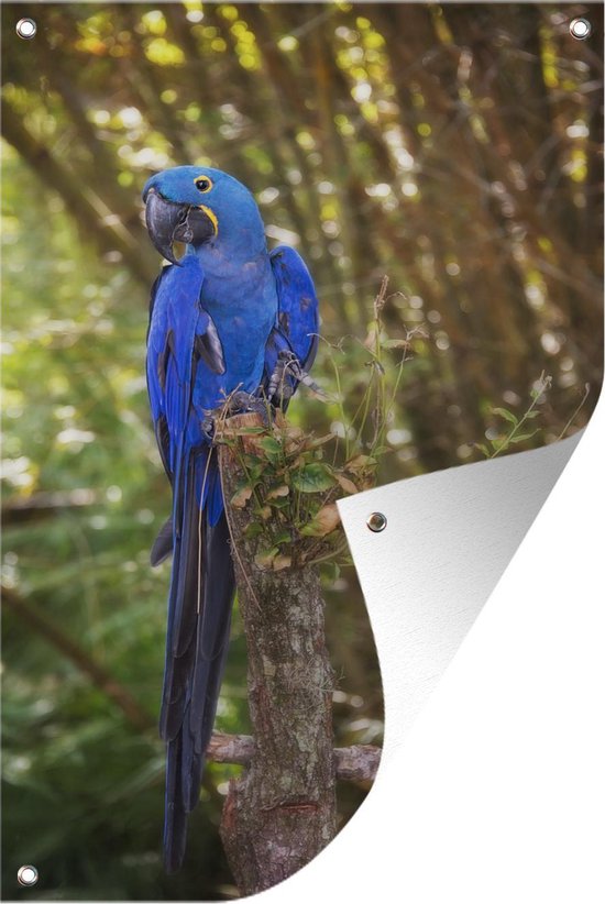 Affiche de jardin Ara jacinthe dans une zone boisée 80x120 cm - Toile ...