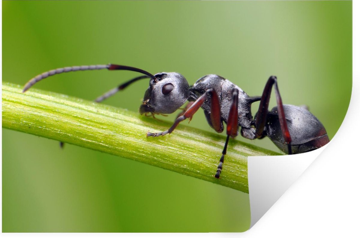 Muursticker Insecten van Dichtbij - Close-up mier op stengel - 90x60 cm ...