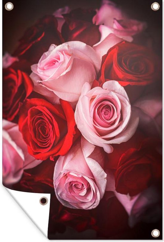 Gros plan d'un bouquet de roses roses et rouges. Affiche extérieure ...