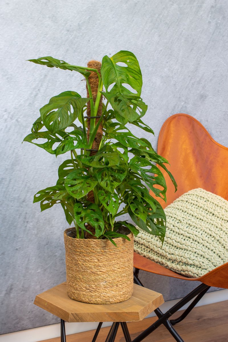 Kamerplant - Monstera - Gatenplant - Met Mosstok - ± 65cm hoog - 17cm ...