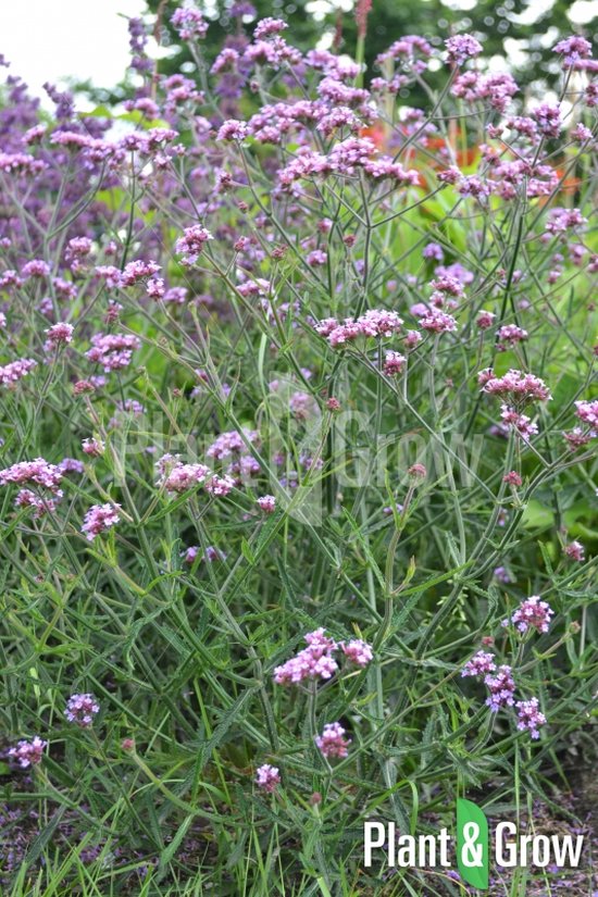 6x IJzerhard / Verbena bonariensis 'Lollipop' | Meerjarige/Vaste plant ...