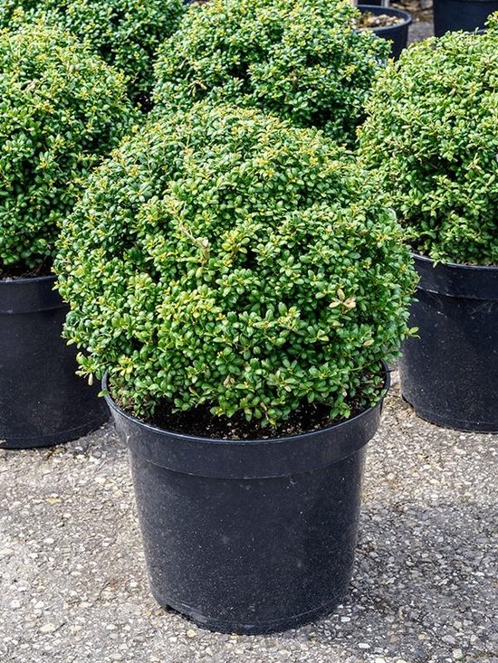 Buxus vervanger Ilex Crenata Convexa Bol M 60 cm tuinplant | bol.com