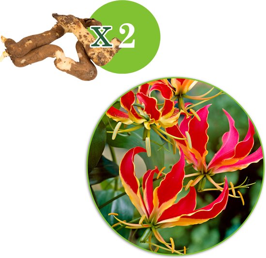 2x Gloriosa ''Rothschildiana'' - Gloriekroon - Klimplant - Rode Bloemen ...
