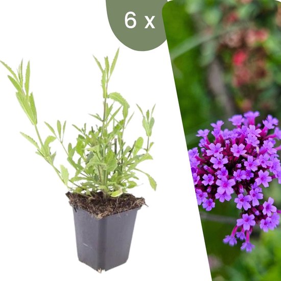 Plants by Frank | 6 Ijzerhard planten | Verbena bonariensis ...