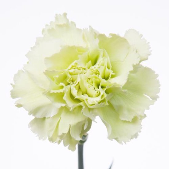 20x Dian.prado mint 70cm | bol