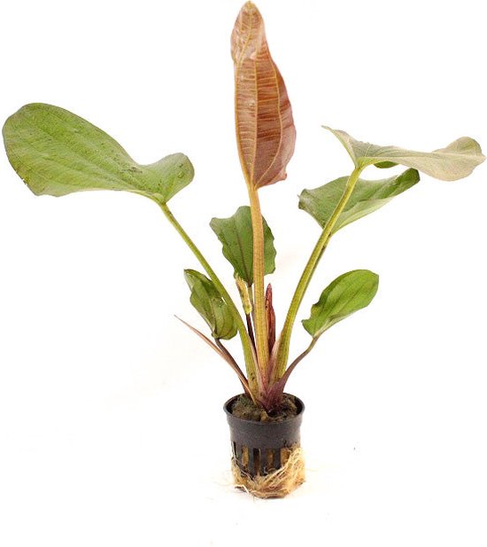 Moerings Echinodorus phyton in 5 cm pot | bol