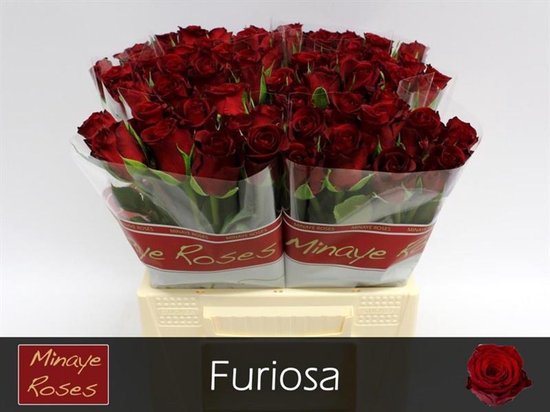 DutchFlowers - Boeket - 20x Rosa furiosa 40cm | bol
