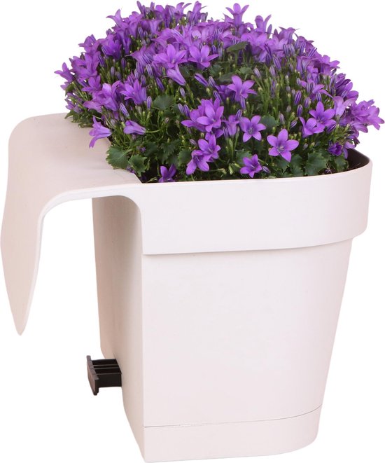 Campanula Addenda Ambella Intense purple - Balkonbak white met 3 stuks ...