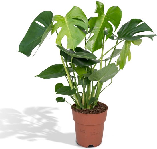 Hello Plants Monstera Deliciosa Gatenplant - Ø 19 cm - Hoogte: 60 cm - Kamerplant | bol