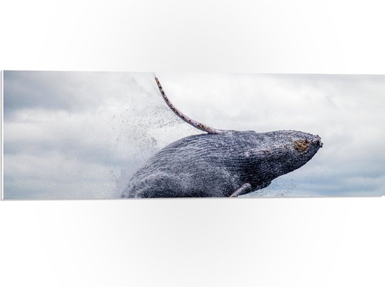 PVC Schuimplaat- Springende Walvis uit Zee op Bewolkte Dag - 90x30 cm ...