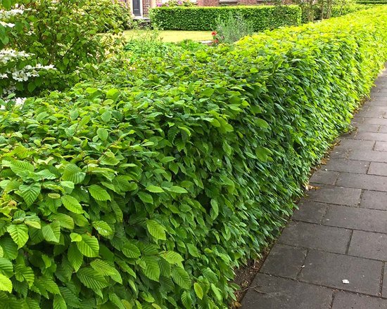 Set van 10 | Haagbeuk Pot 150-175 cm Extra kwaliteit - Bladverliezend ...