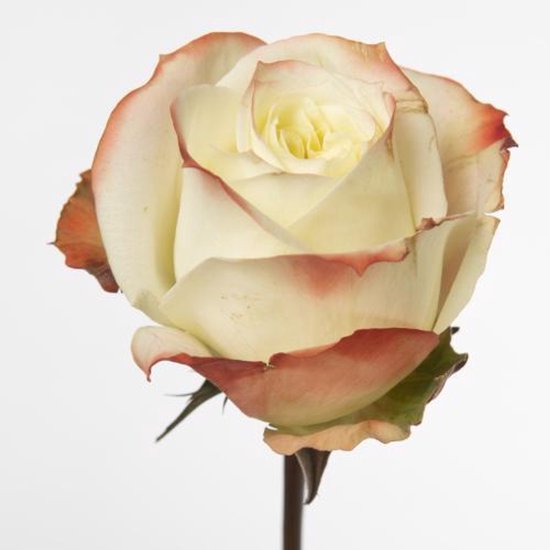 20x Rosa adventure 70cm | bol