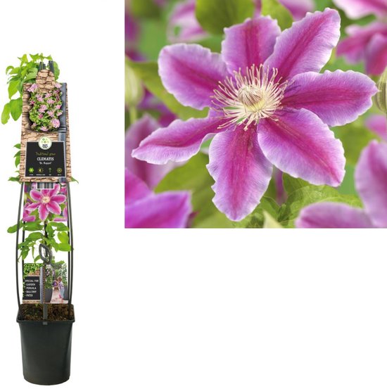 2 stuks - Van der starre - Klimplant Clematis Dr. Ruppel 120 cm | bol