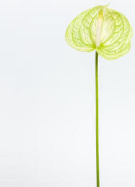 DutchFlowers - Boeket - 12x Anthurium extase | bol