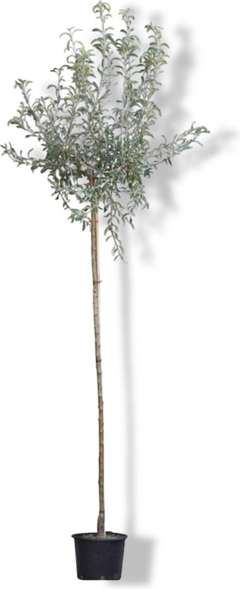 2 stuks! Wilgbladige treur sierpeer Pyrus salicifolia Pendula h 250 ...