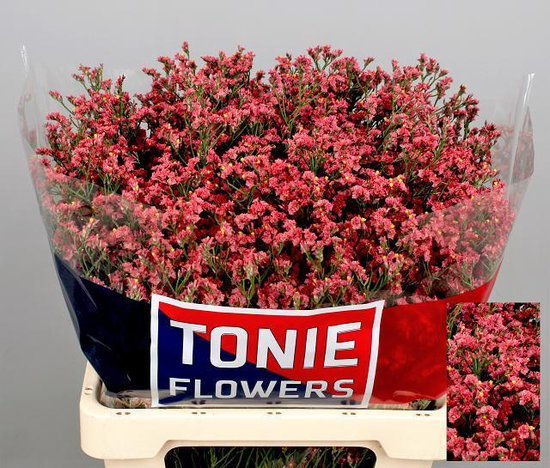 DutchFlowers - Boeket - 25x Limonium max diamond 60cm | bol