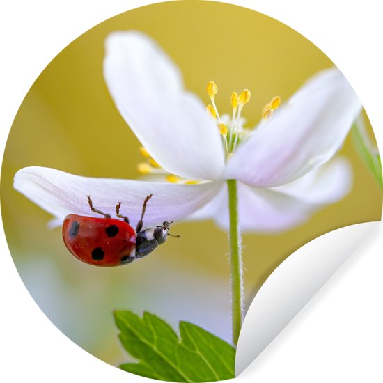 WallCircle - Muurstickers - Behangcirkel - Bloem - Insect - Lente ...